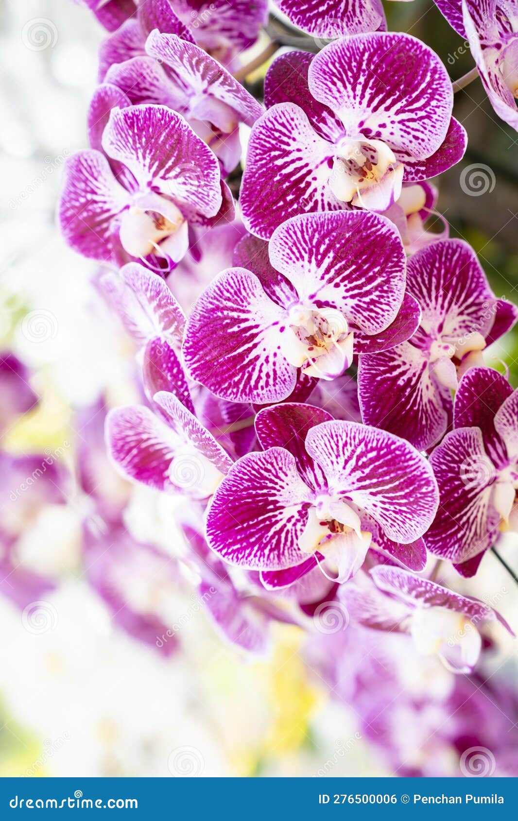 A View of a Cluster of Small Magenta and White Colored Phalaenopsis ...