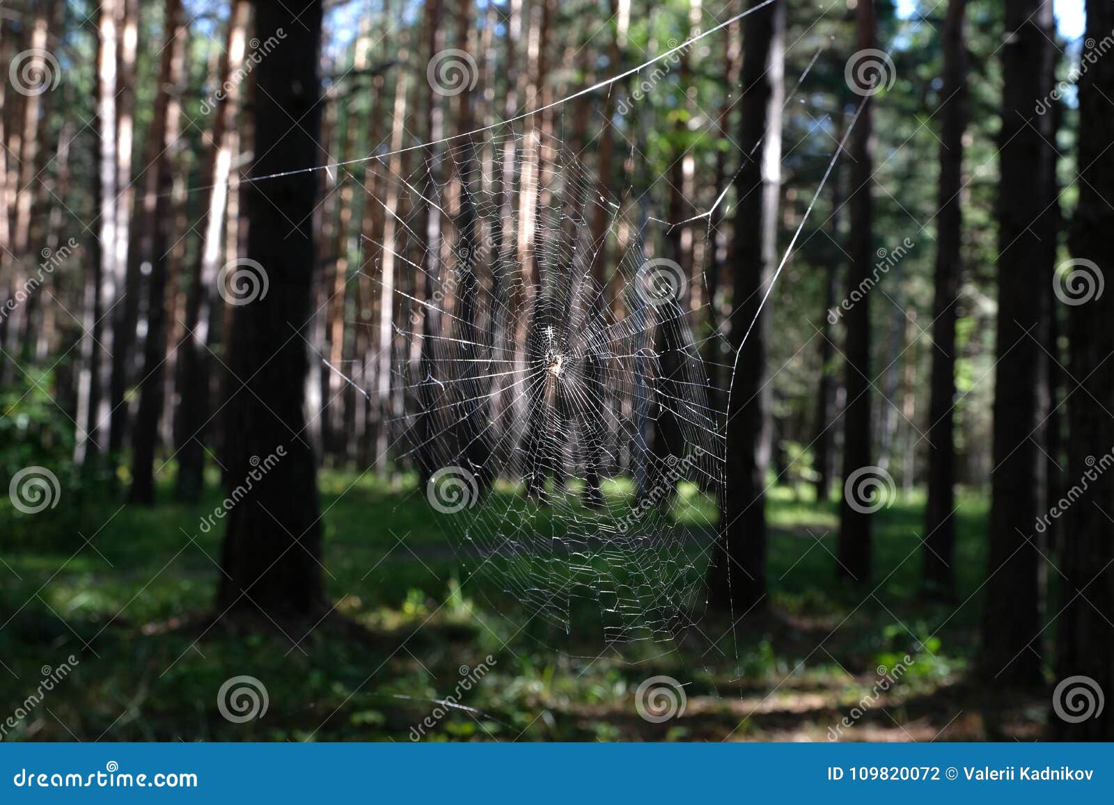 View on Cobweb between Trees Stock Photo - Image of stem, wood: 109820072