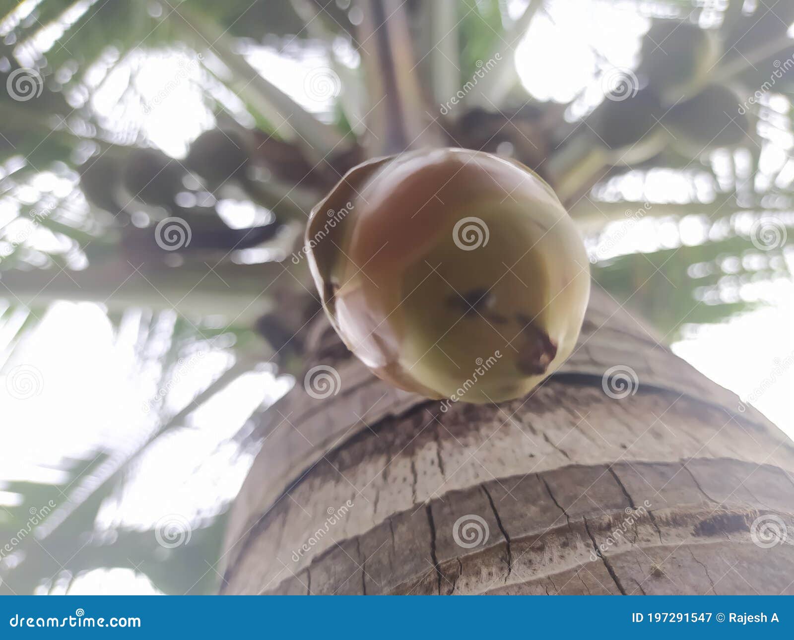 View of Coconut Falling from Its Tree Stock Image - Image of beach ...