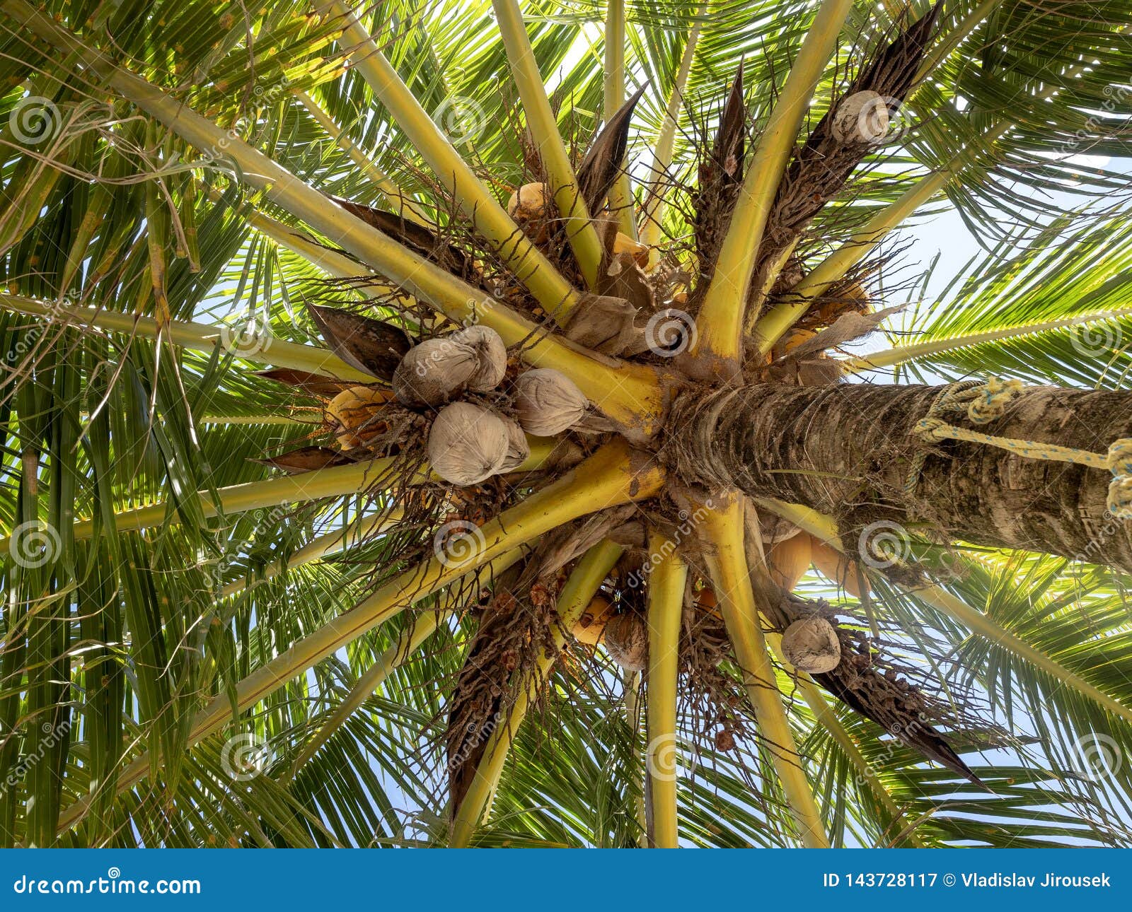 Top View Coconut Palm Trees On The Patong Beach Phuket Thailand Stock ...