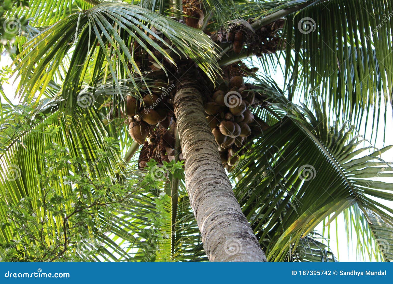 View of a coconut tree stock photo. Image of sunny, coconut - 187395742