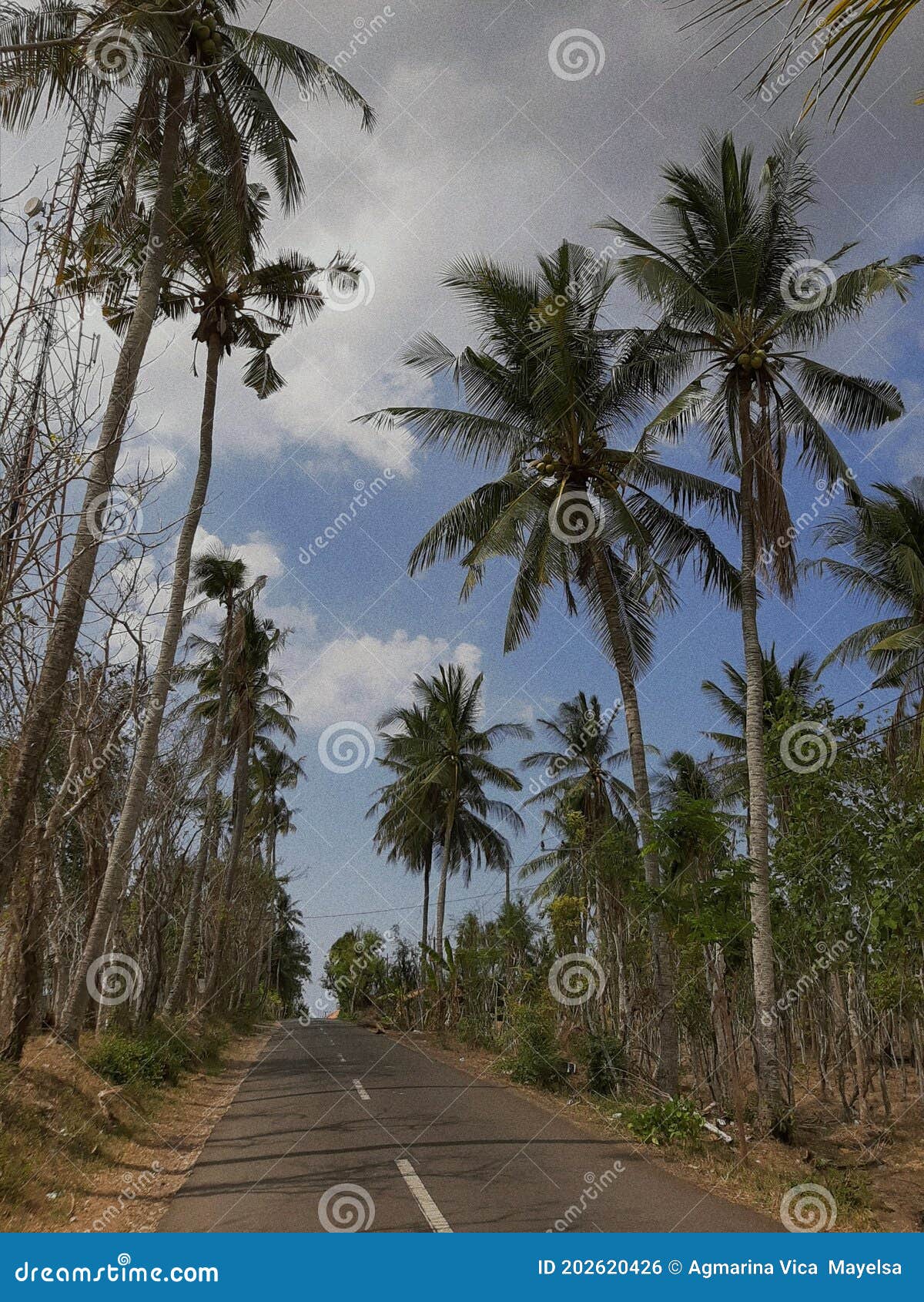 View of the Coconut Tree on the Side of the Highway Stock Photo - Image ...