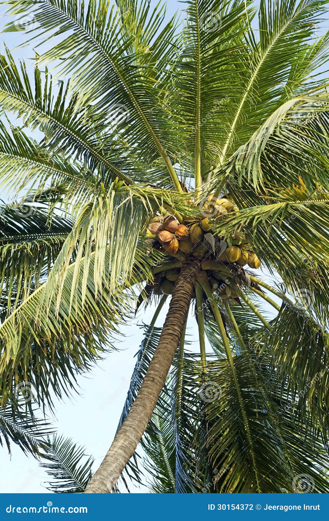 Coconut tree stock photo. Image of asia, tropic, branch - 30154372