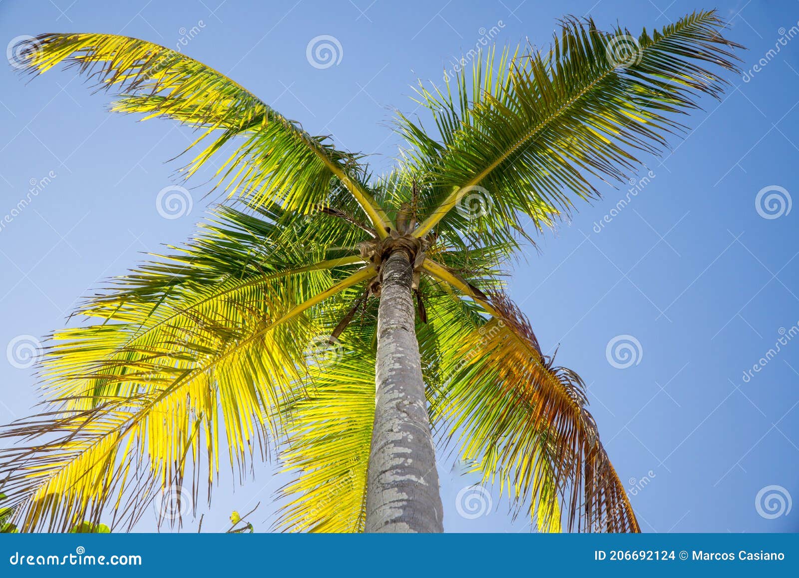View of a Coconut Tree from Underneath Stock Photo - Image of summer ...