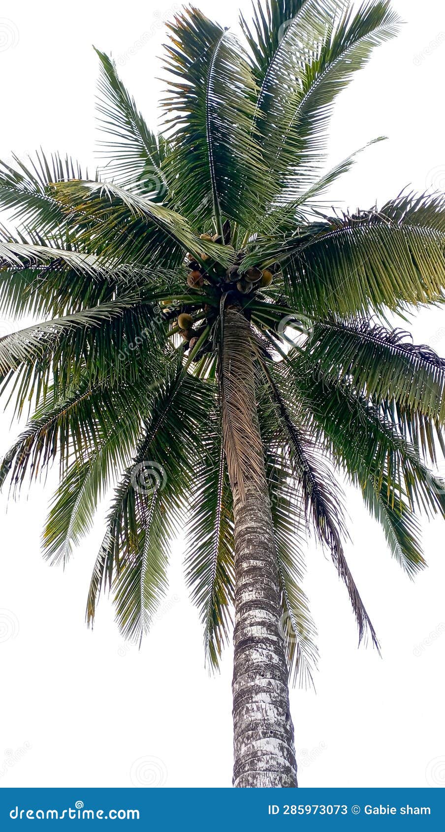 A View of Coconut Trees from a Low Angle with a White Background Stock ...
