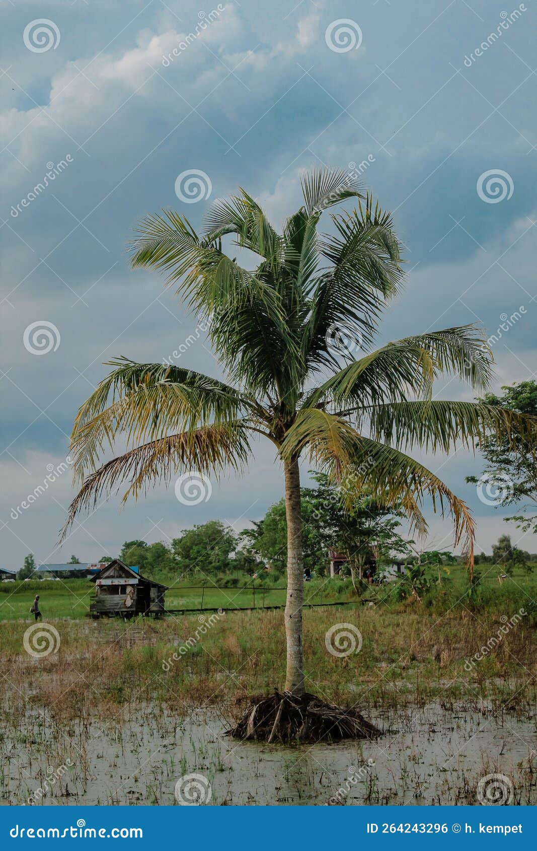 View Of Coconut Tree Plantation In Pollachi, Tamil Nadu, India Stock ...