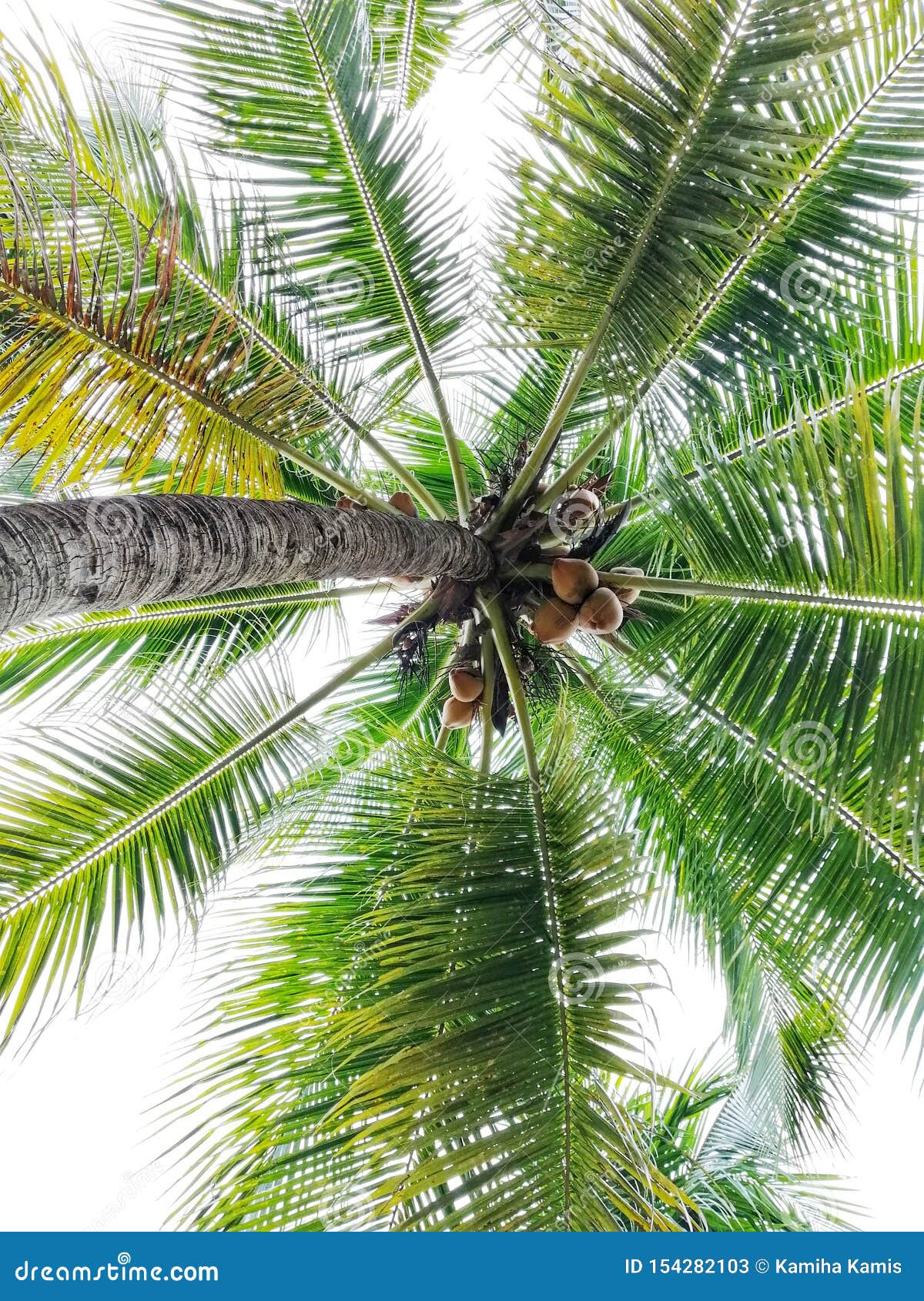 The View of Coconuts at Coconut Tree, Nature Concept Stock Image ...