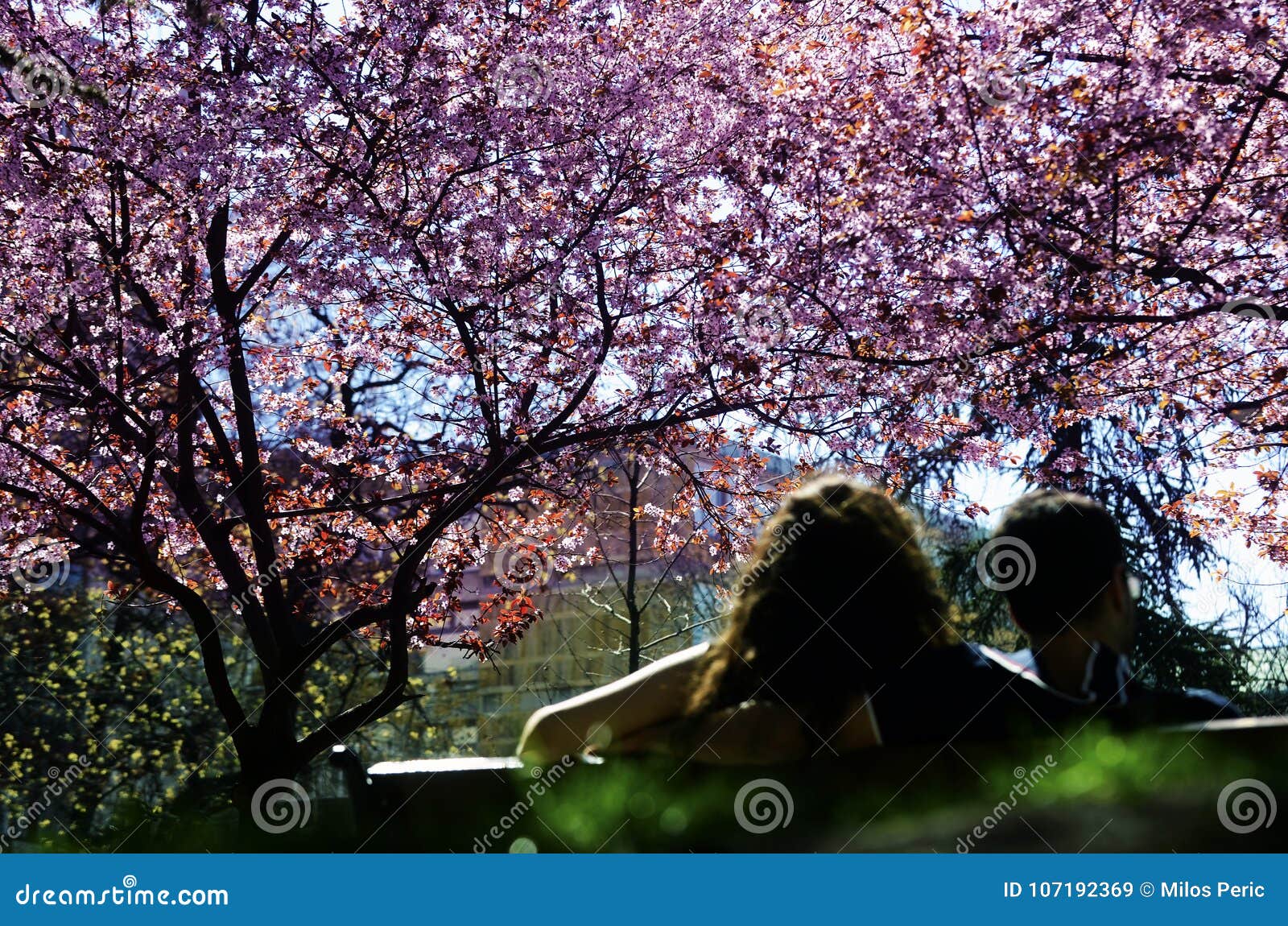 Cherry tree in spring stock image. Image of avenue, beautiful - 107192369