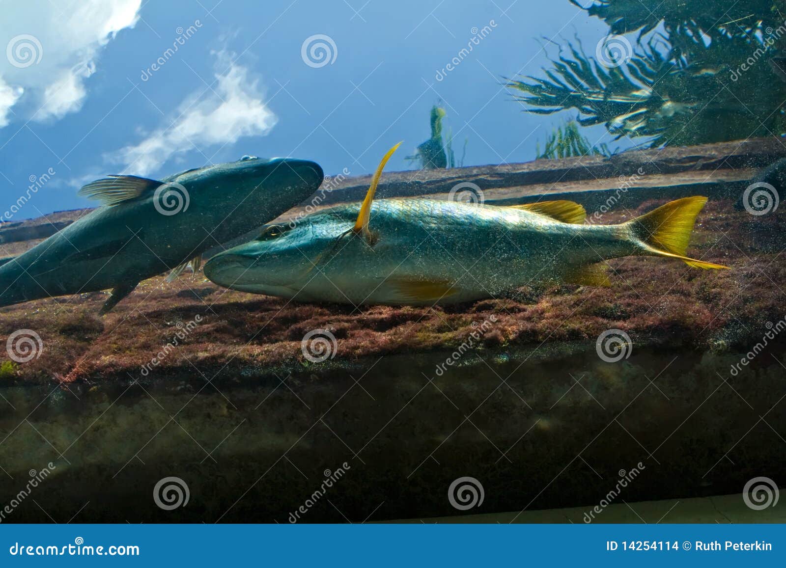 View of Colorful Fish with Sky in Background Stock Photo - Image of ...