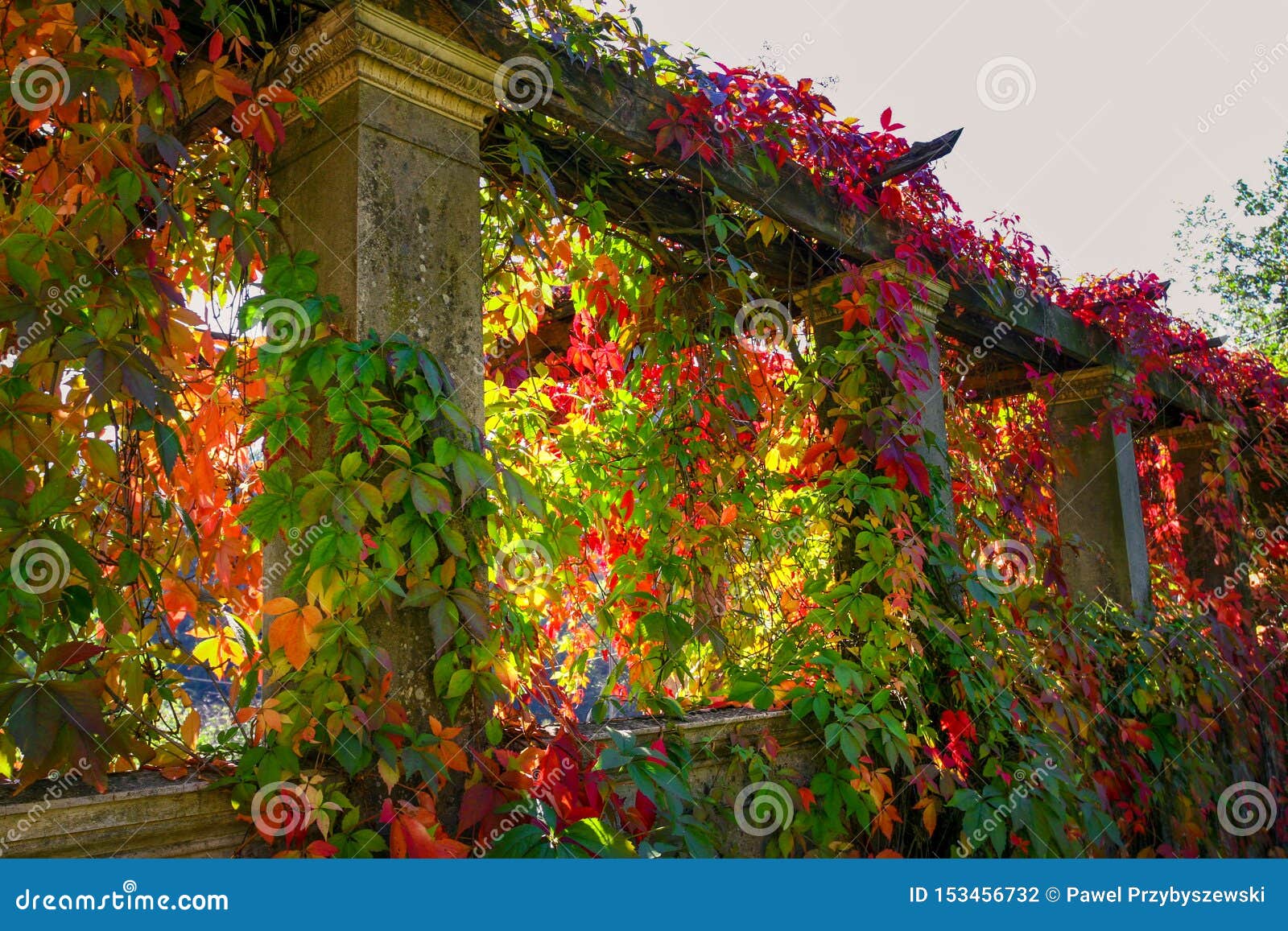 Colorful Ivy Plant Growing on the Old Architecture Pillars. Stock Photo ...