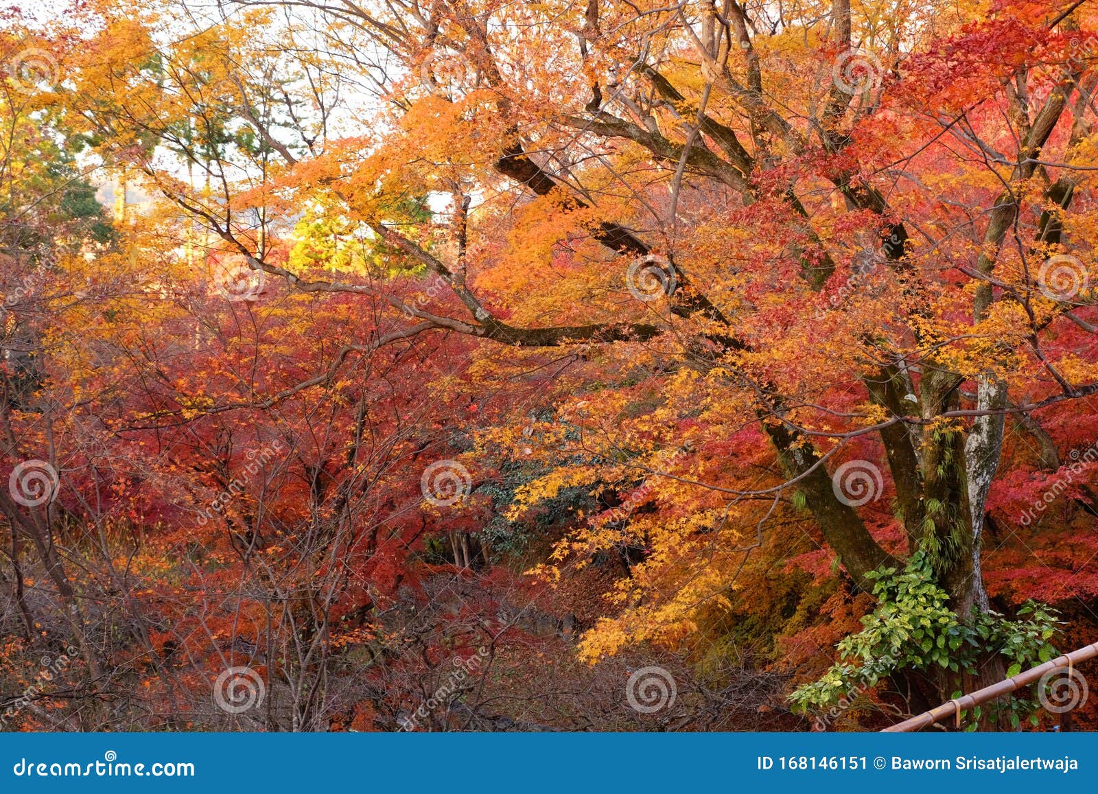 View of Colorful Tree in Japan Stock Image - Image of fall, foliage ...