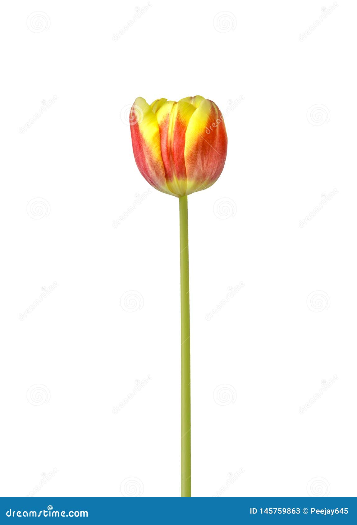 Glorious Spring tulips stock image. Image of tulips - 145759863