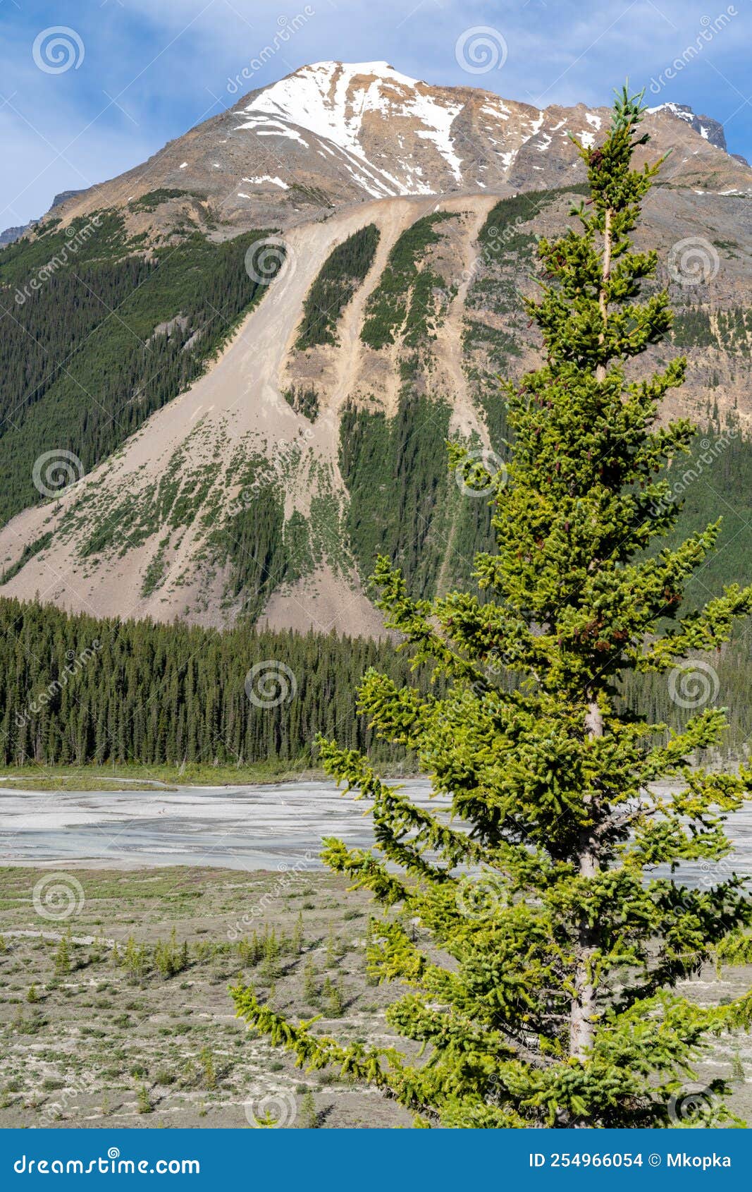 View of the Columbia Icefield Glaciers from the Icefields Parkway in ...