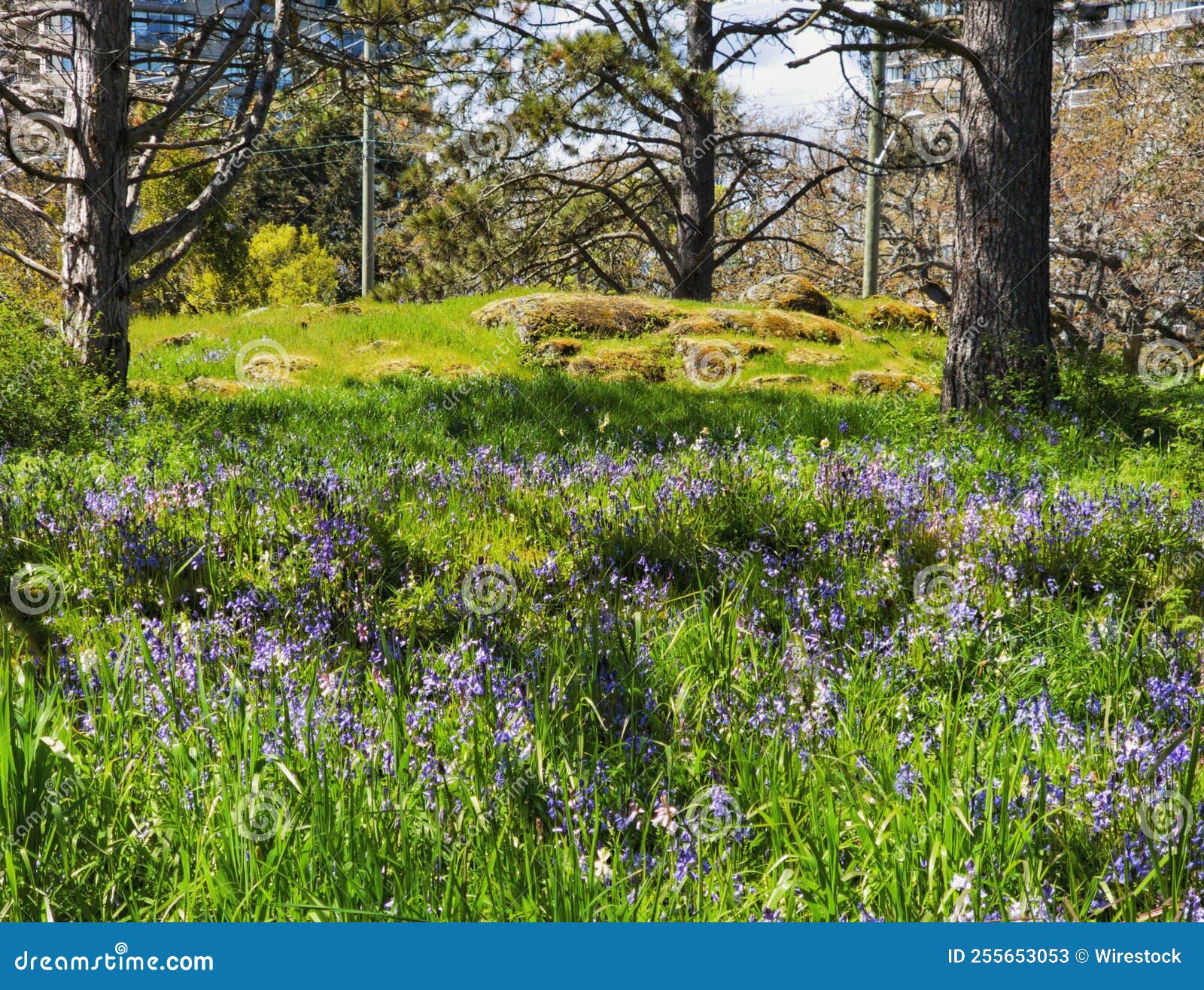 View of the Common Bluebell Meadow before the Trees Under the Sunlight ...