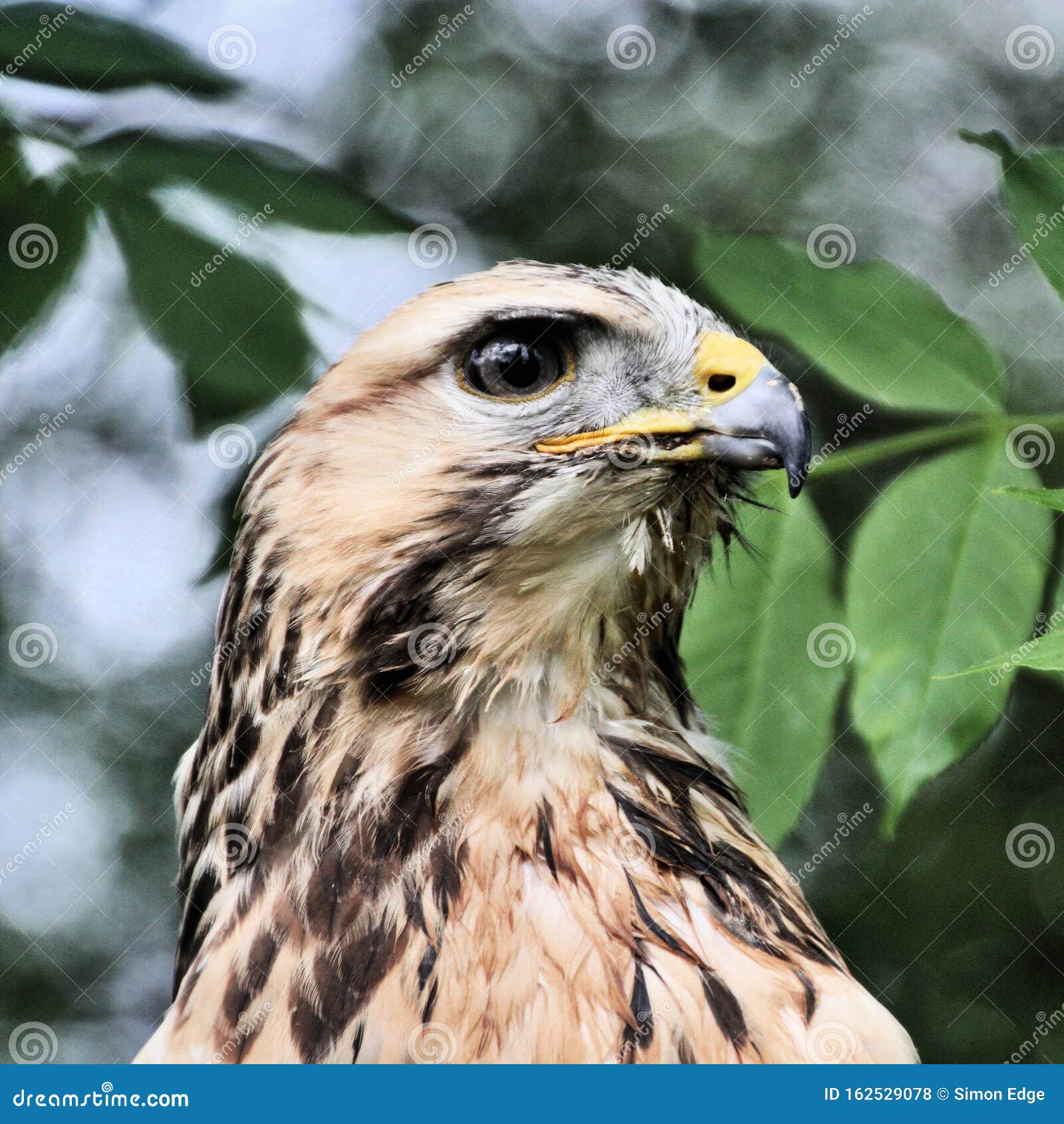 A view of a Common Buzzard stock photo. Image of common - 162529078