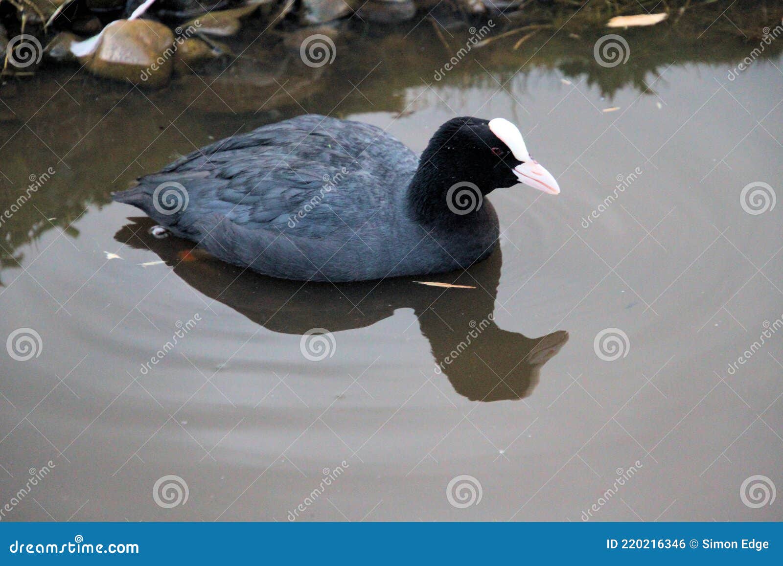 A view of a Common Coot stock photo. Image of barrows - 220216346