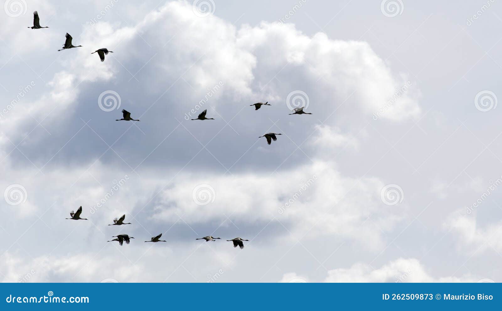 A View of Common Crane Birds Flying Stock Image - Image of scenery ...