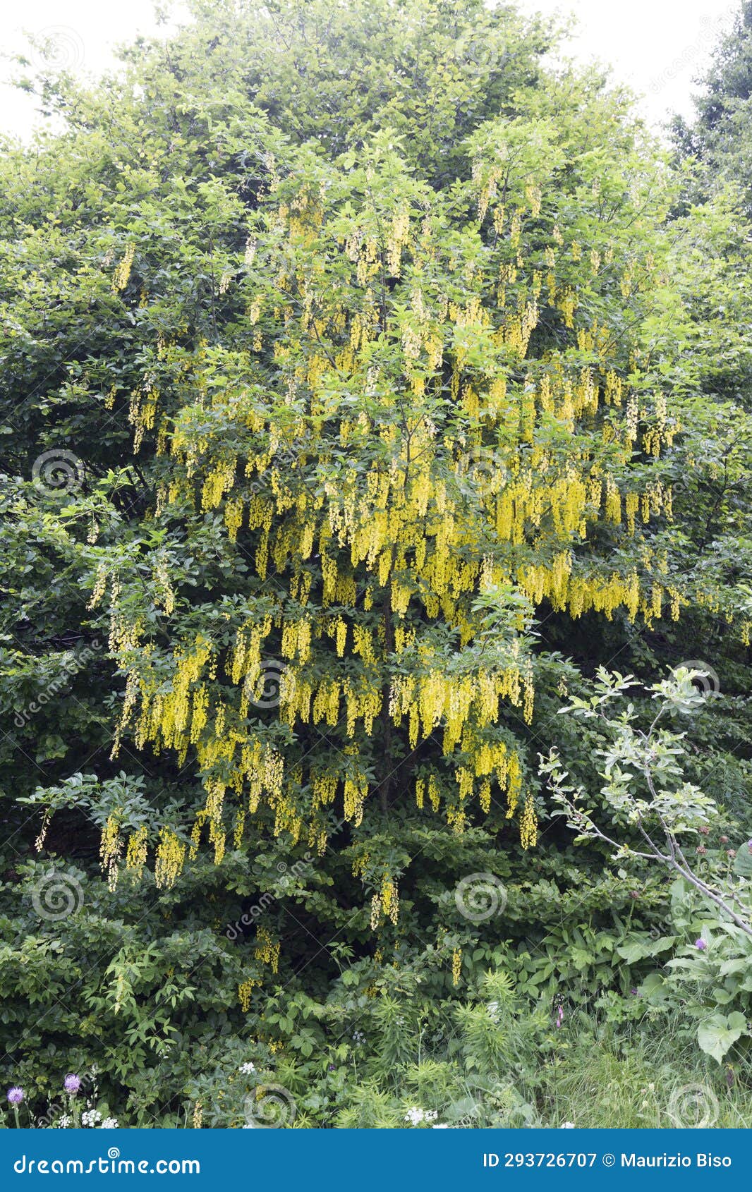A View of Common Laburnum Tree Stock Image - Image of outdoor, rain ...