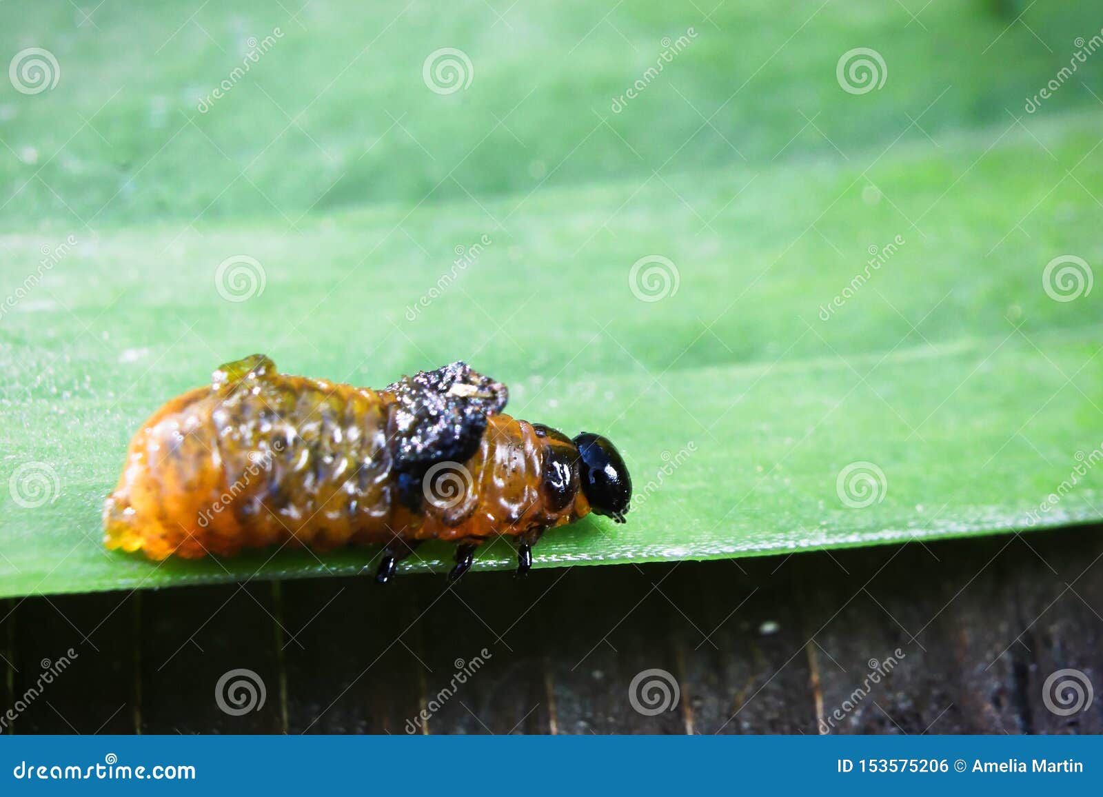 View of a Common Lily Pest, Lilioceris Lilii Stock Photo - Image of ...