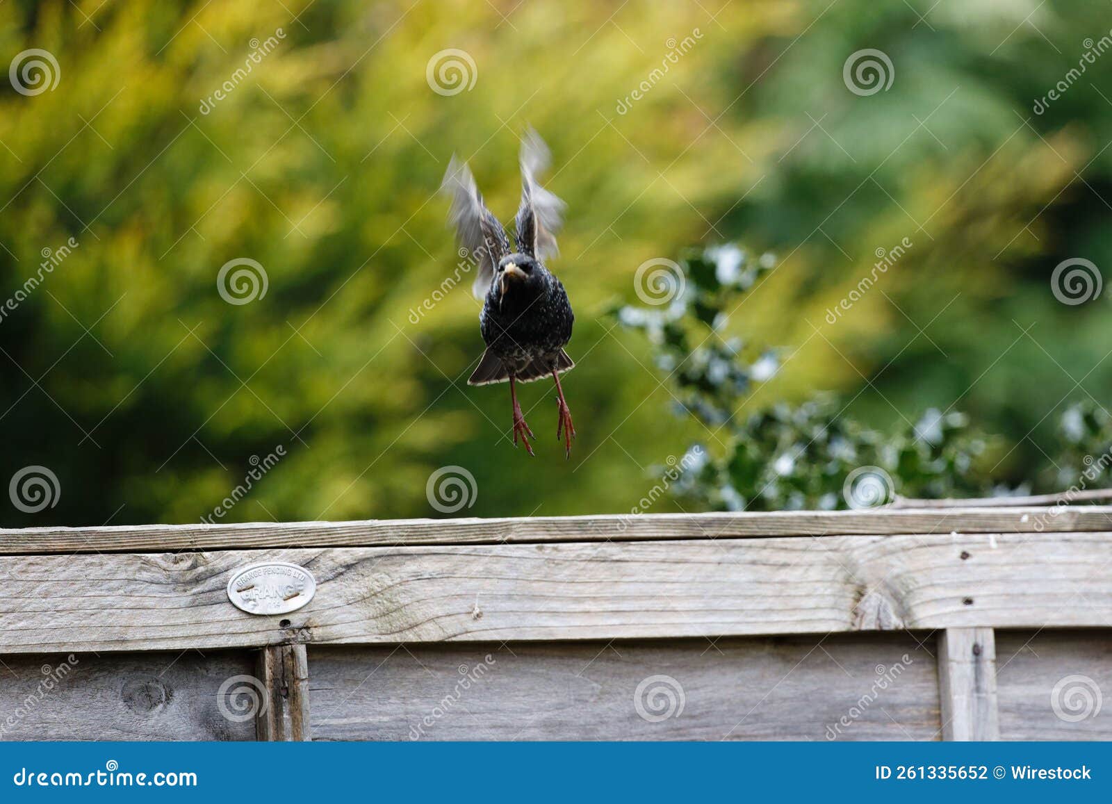 View of a Common Starling Bird Flying. Stock Photo - Image of flight ...