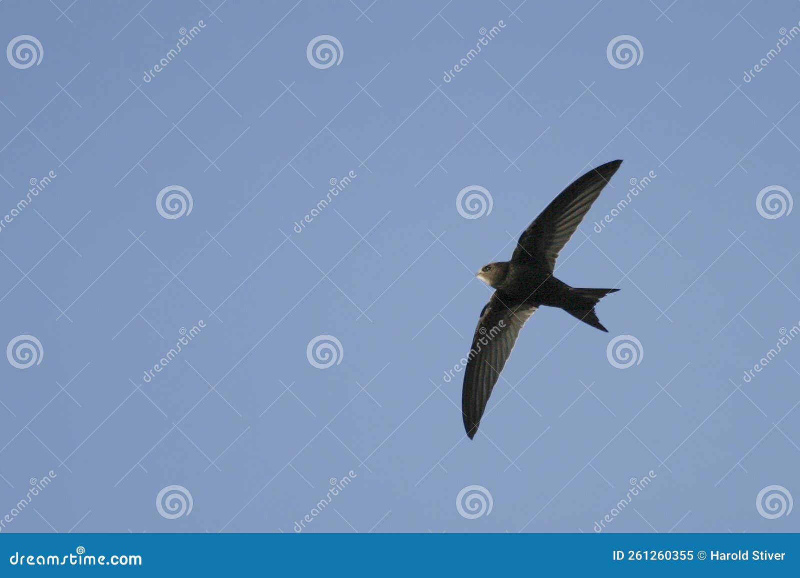 View of a Common Swift, Apus Apus, in Flight Stock Image - Image of ...