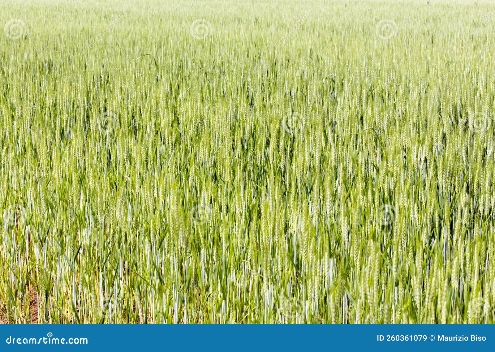 View of a Common Wheat Plantation Stock Image - Image of ears, food ...