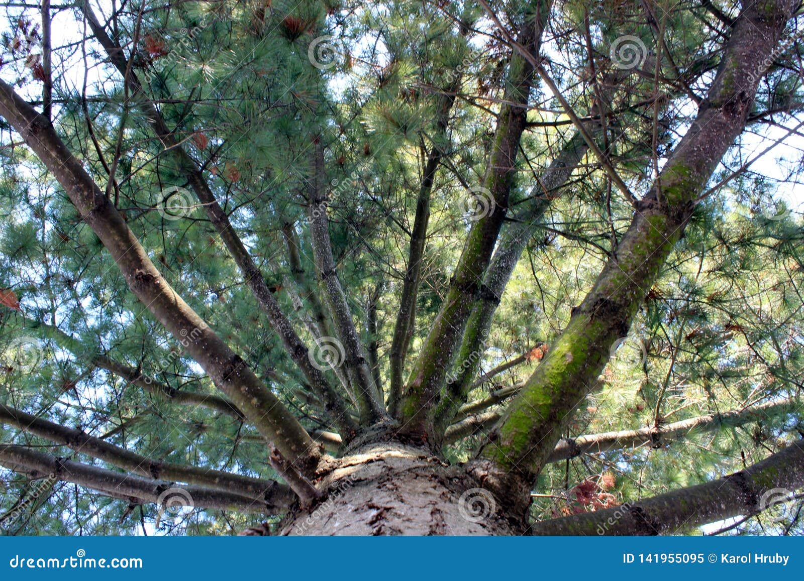 View into the Coniferous Tree Top Stock Image - Image of background ...