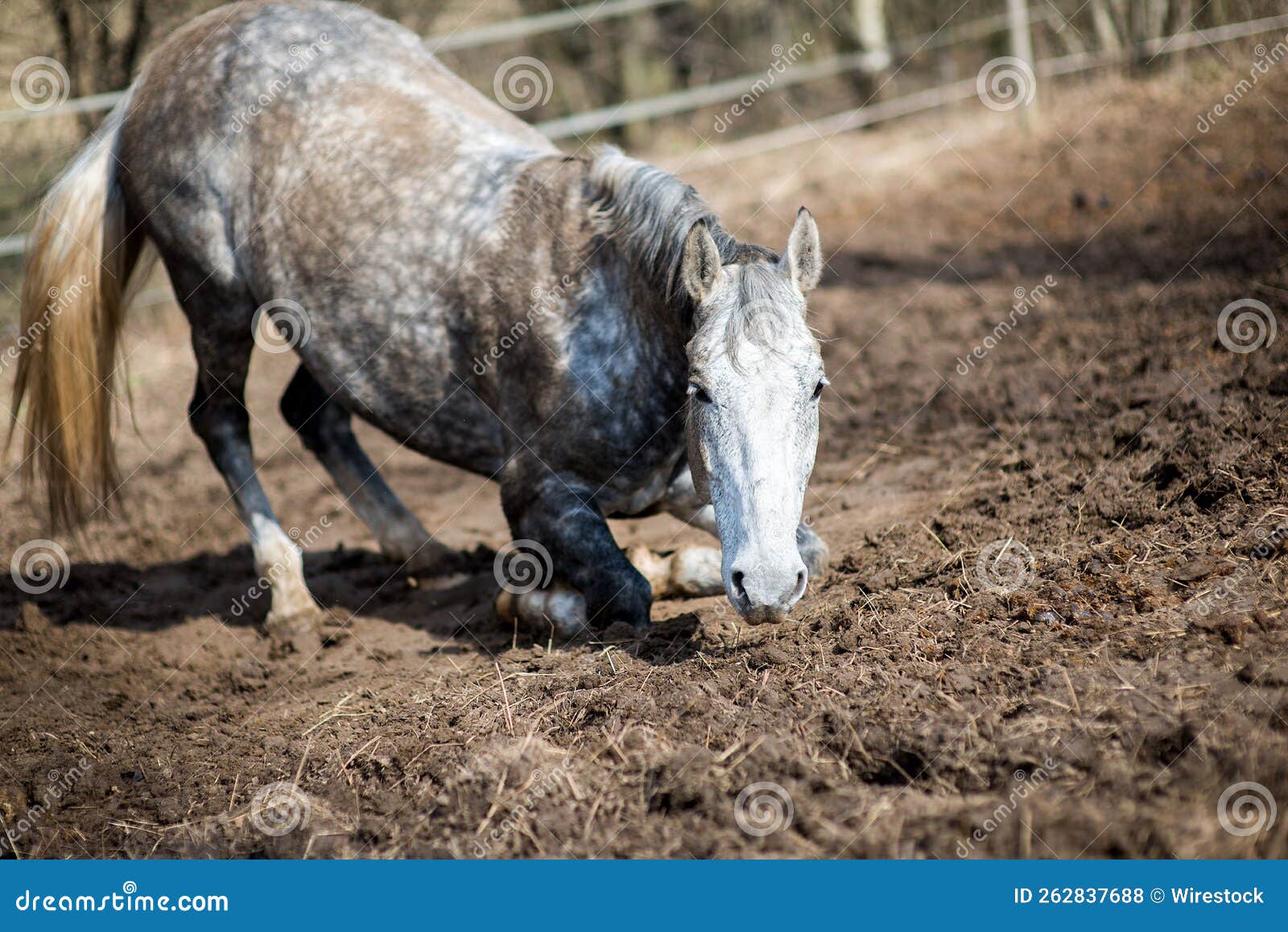 View of a Connemara Pony Kneeling in the Field - Horse Training Stock ...