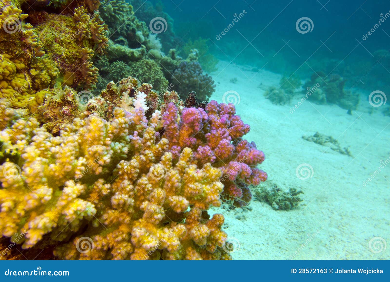 View of Coral Reef with Hard Corals at the Bottom of Red Sea Stock ...