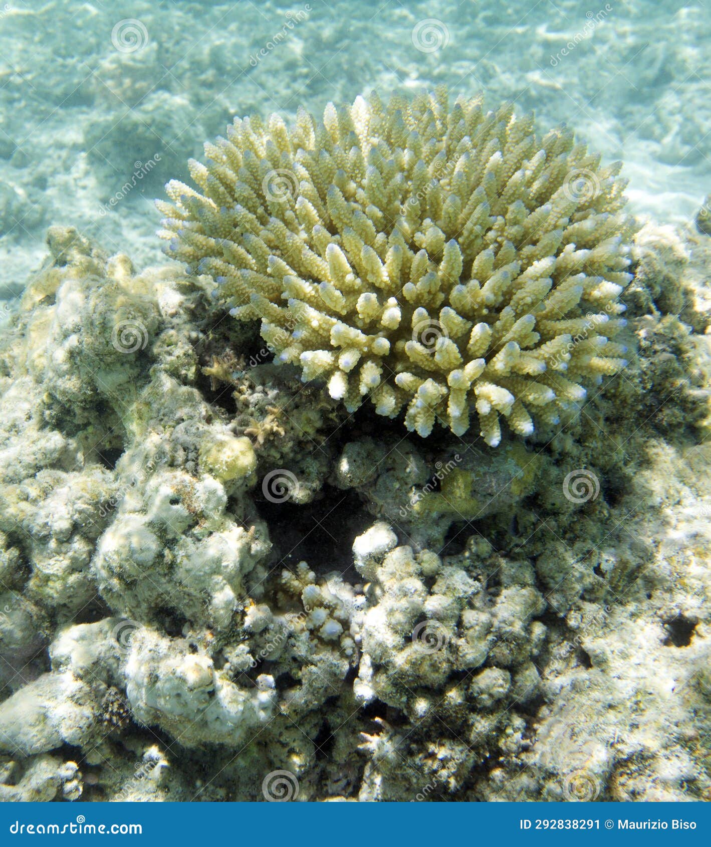 View of coral reef stock image. Image of view, marine - 292838291