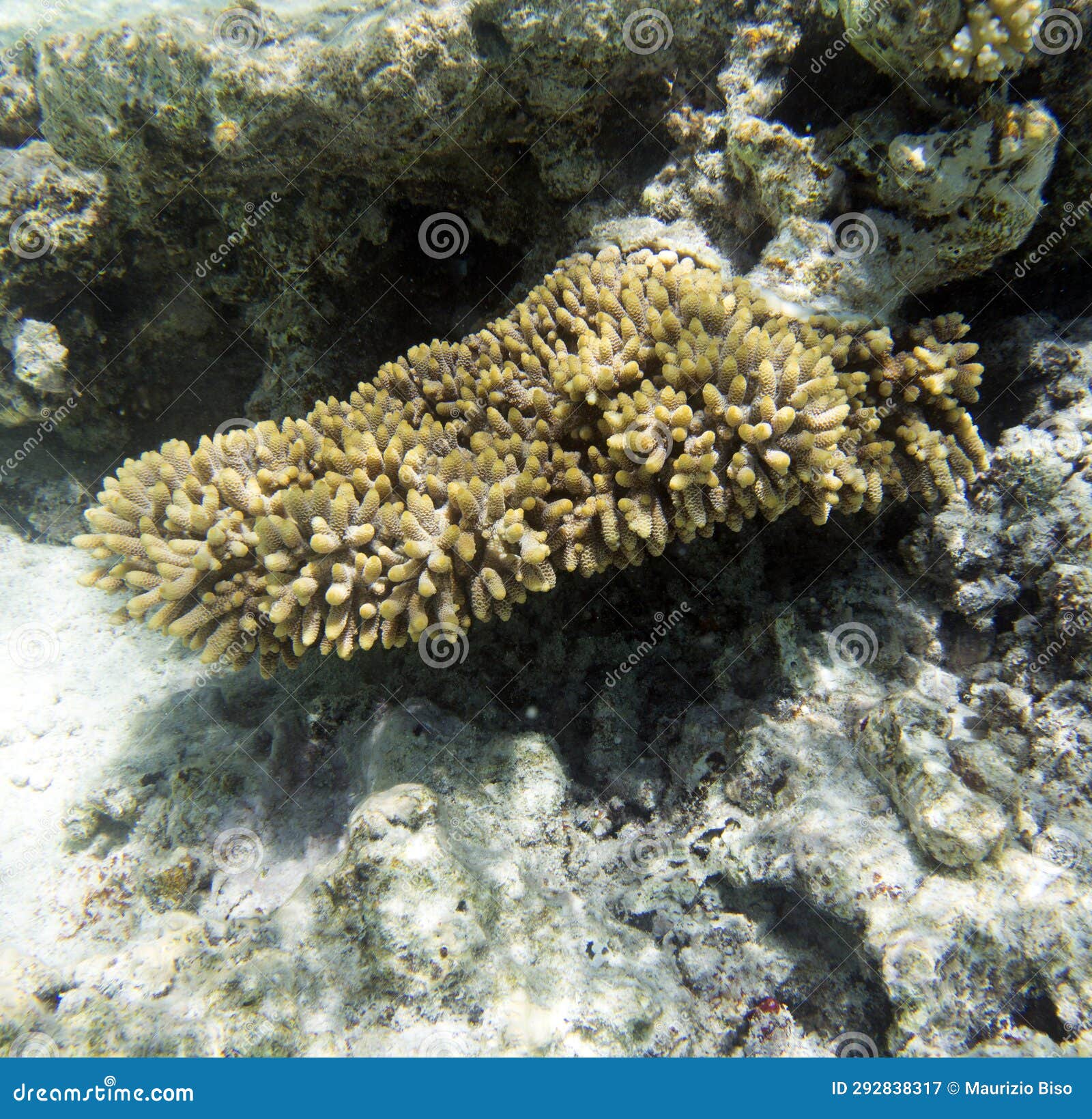 View of coral reef stock image. Image of coral, tropical - 292838317