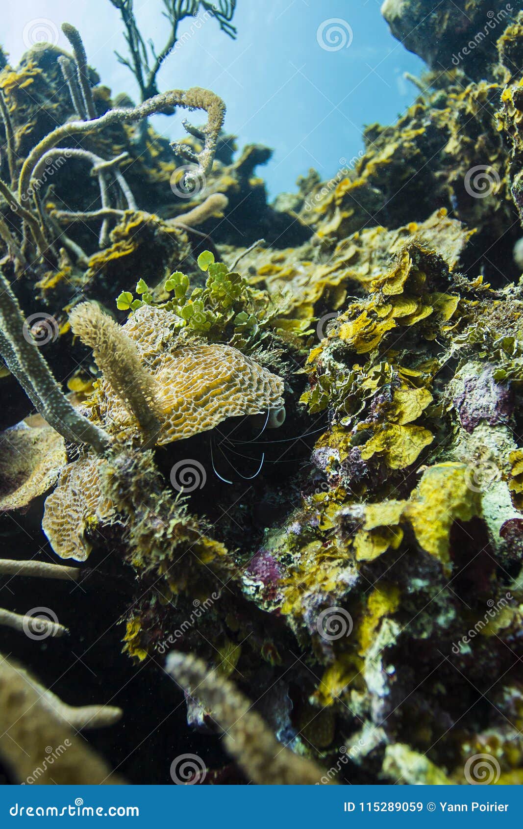 Atlantic coral reef stock image. Image of colony, beauty - 115289059