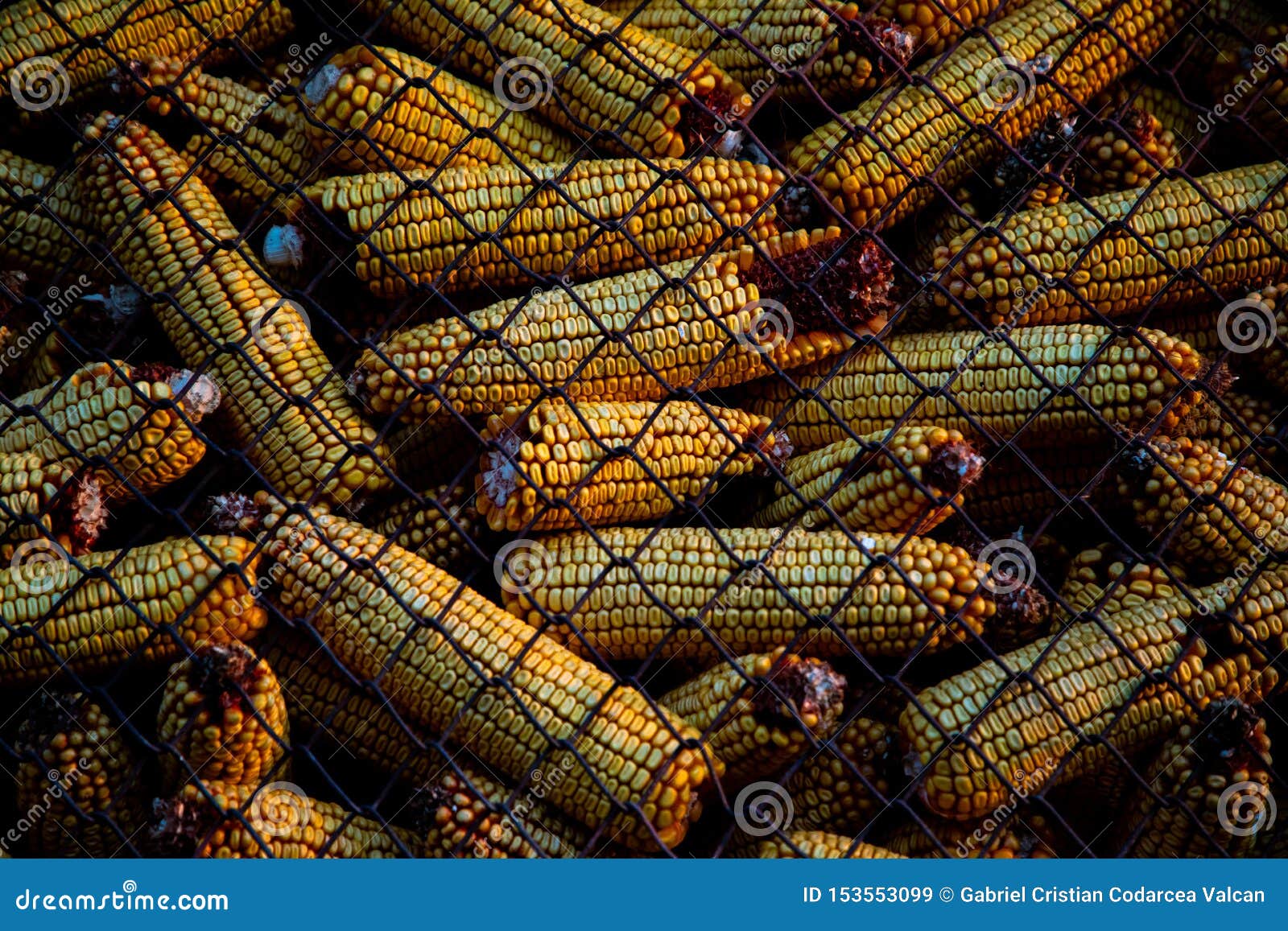 View of Corn Cob in a Box with Metallic Greed Stock Image - Image of ...