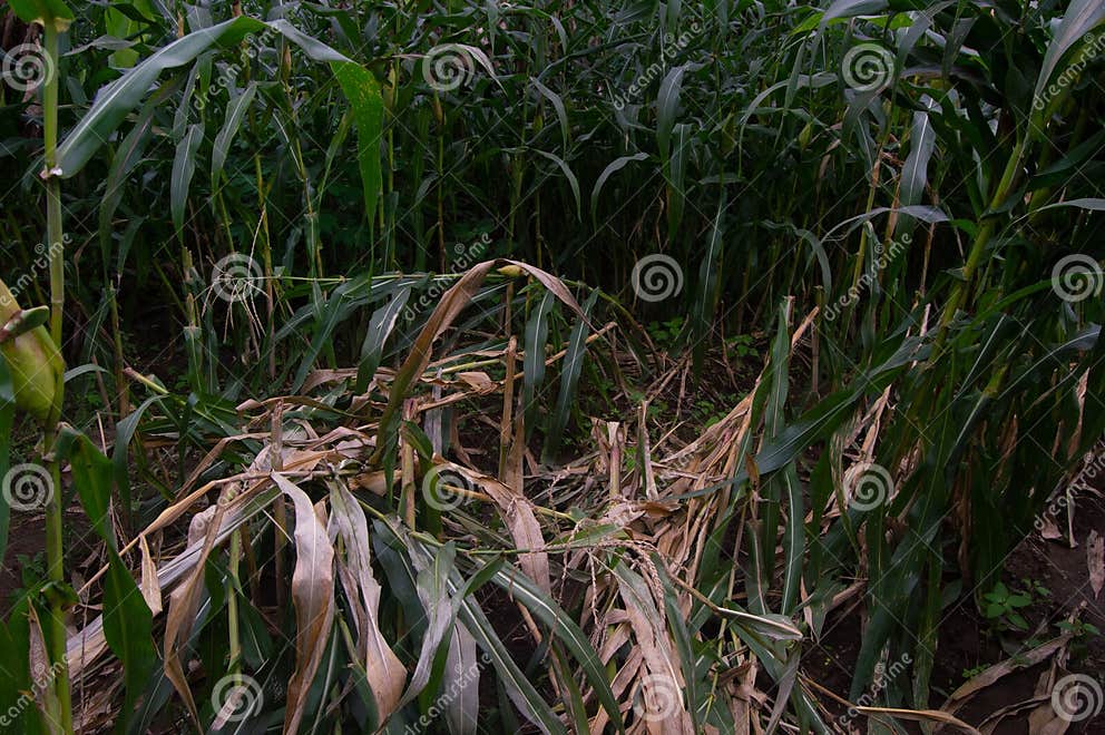View of Corn Falling because of the Wind Stock Photo - Image of nation ...