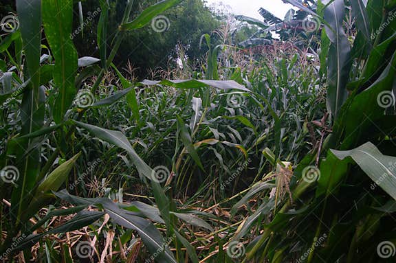 View of Corn Falling because of the Wind Stock Photo - Image of corn ...