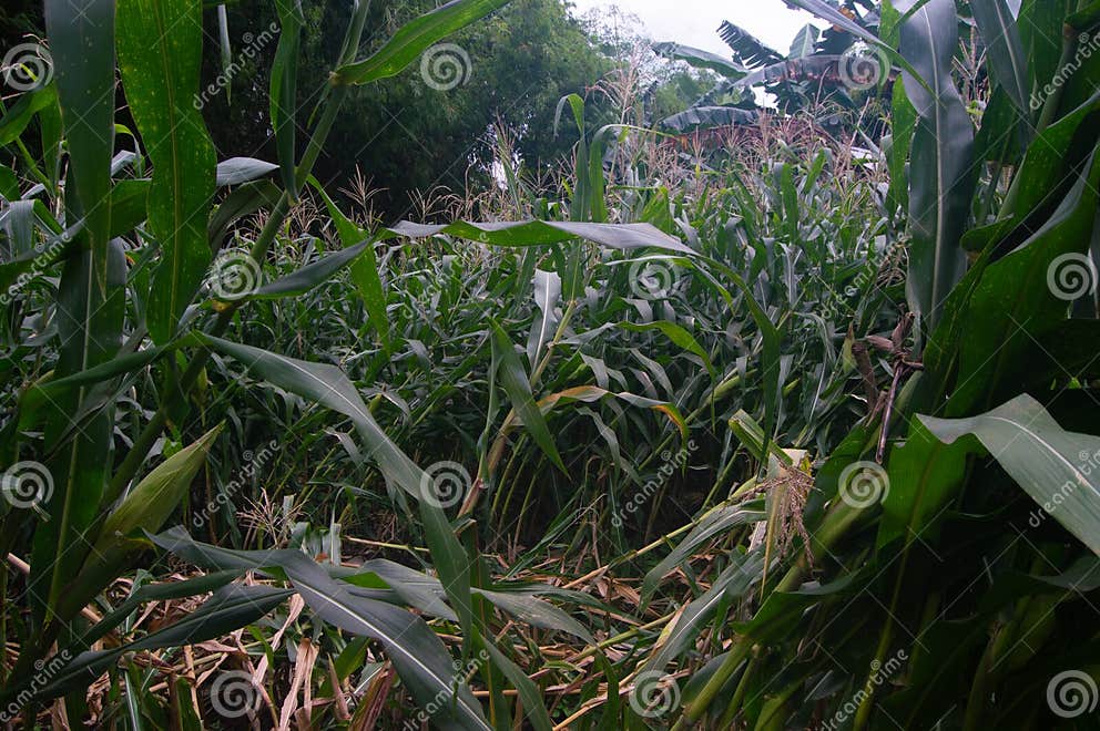 View of Corn Falling because of the Wind Stock Photo - Image of harvest ...
