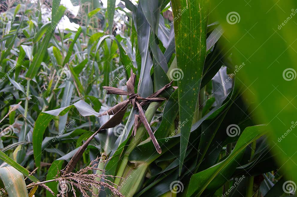 View of Corn Falling because of the Wind Stock Image - Image of grow ...