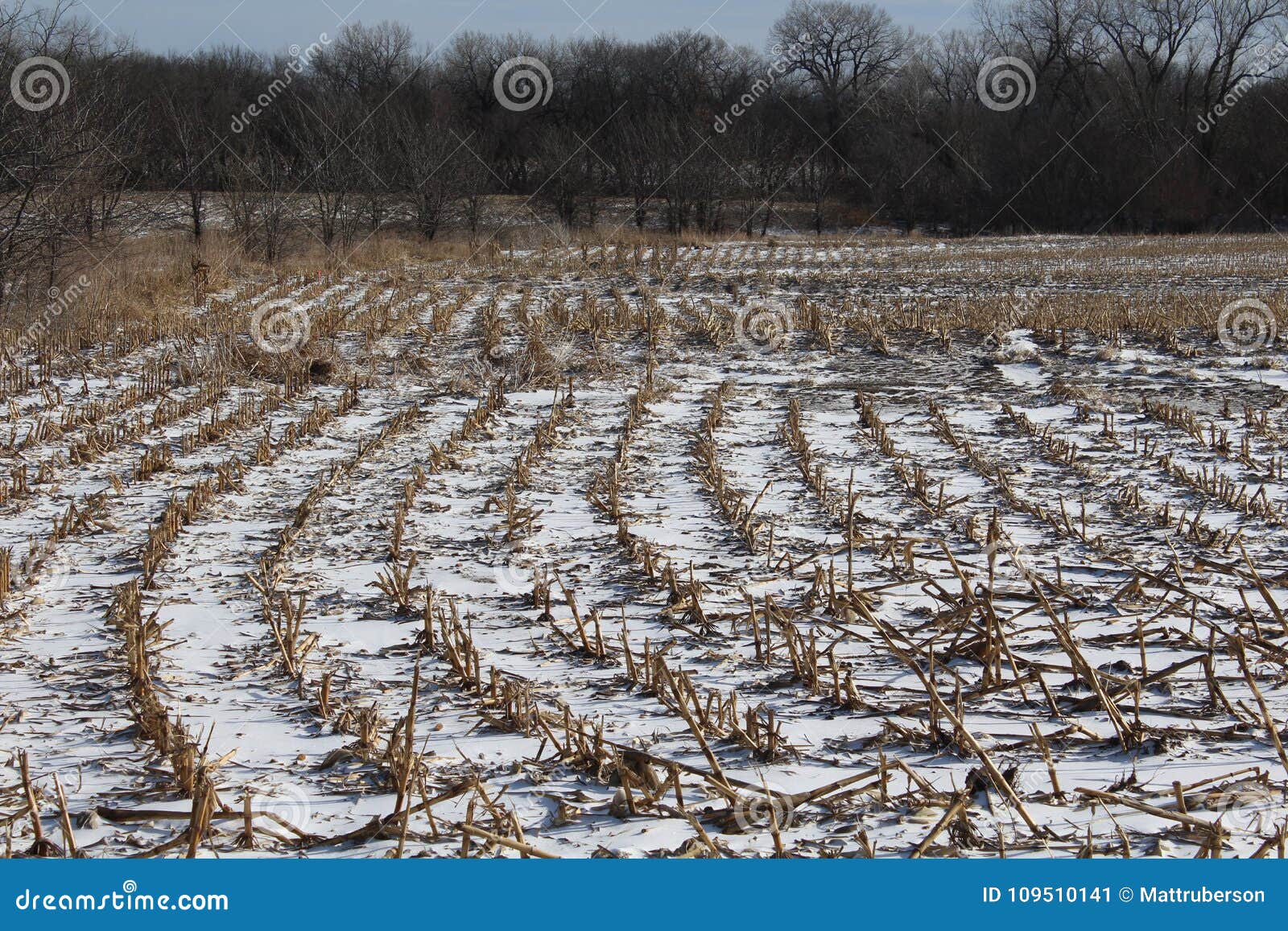 View of a Corn Field after a Snowfall Stock Image - Image of showing ...