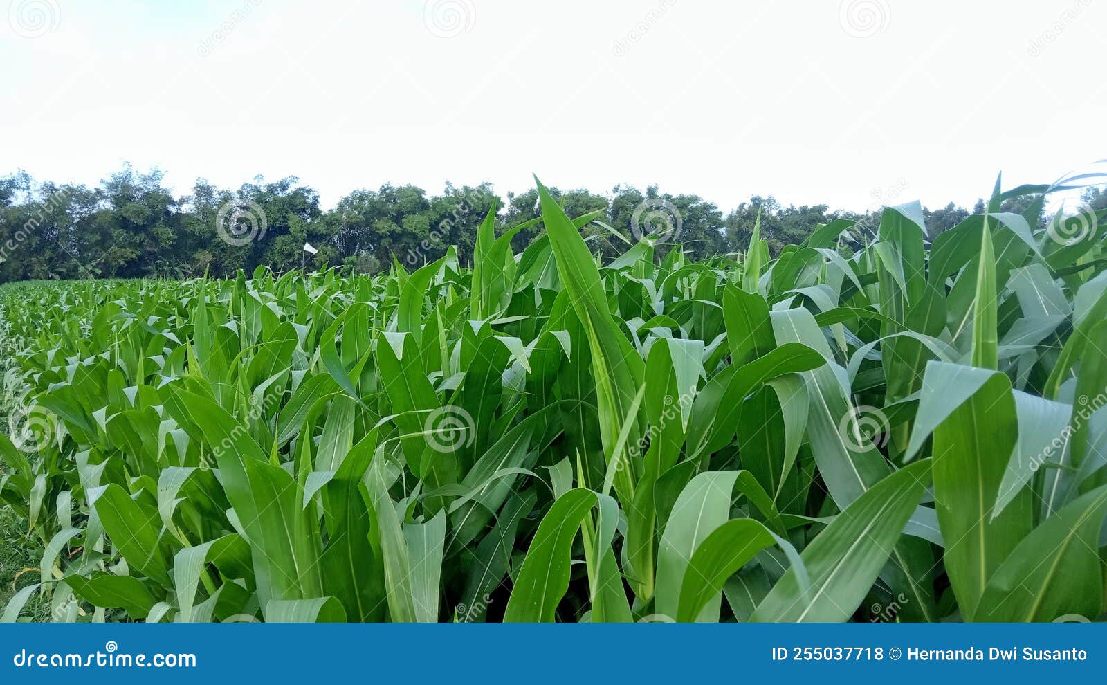 The View of the Corn Fields Planted Growing in a Lush Way Stock Photo ...