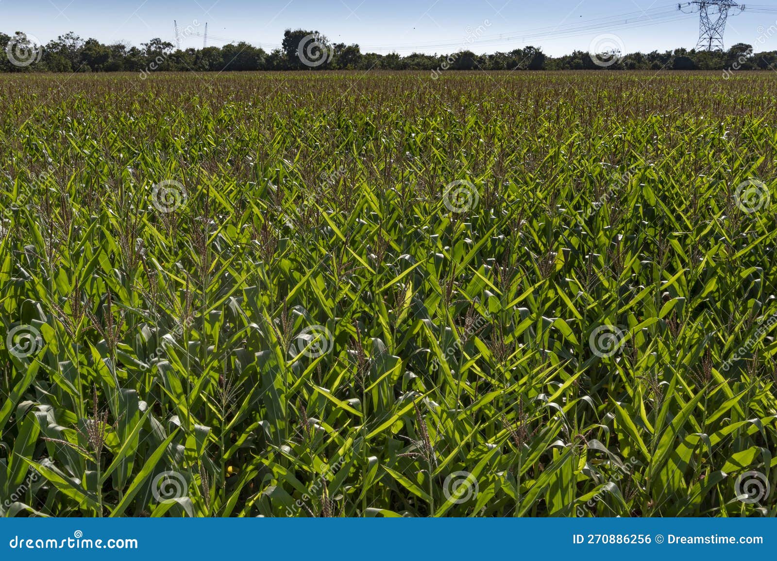 View of Corn Plantation in Flowering Phase Stock Photo - Image of ...