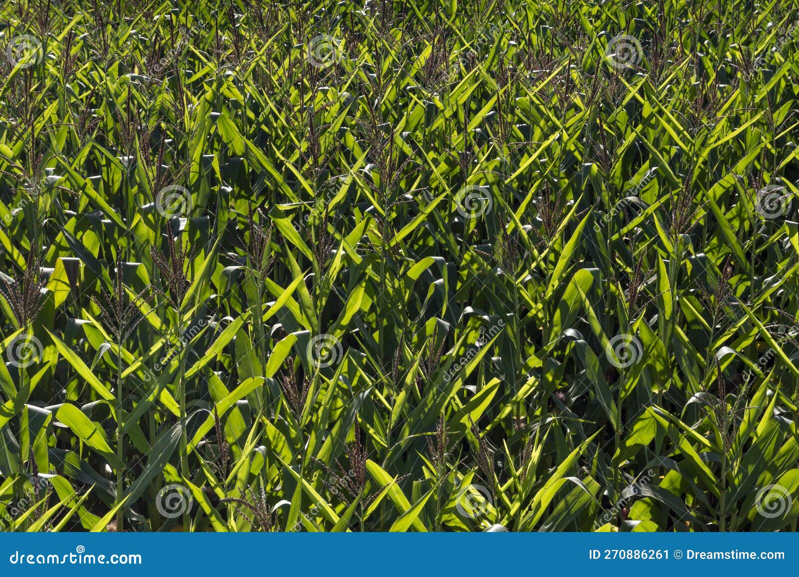 View of Corn Plantation in Flowering Phase Stock Image - Image of ...