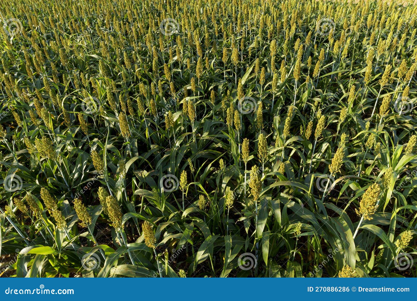 Aerial View of Corn Plantation in Flowering Phase Stock Photo - Image ...