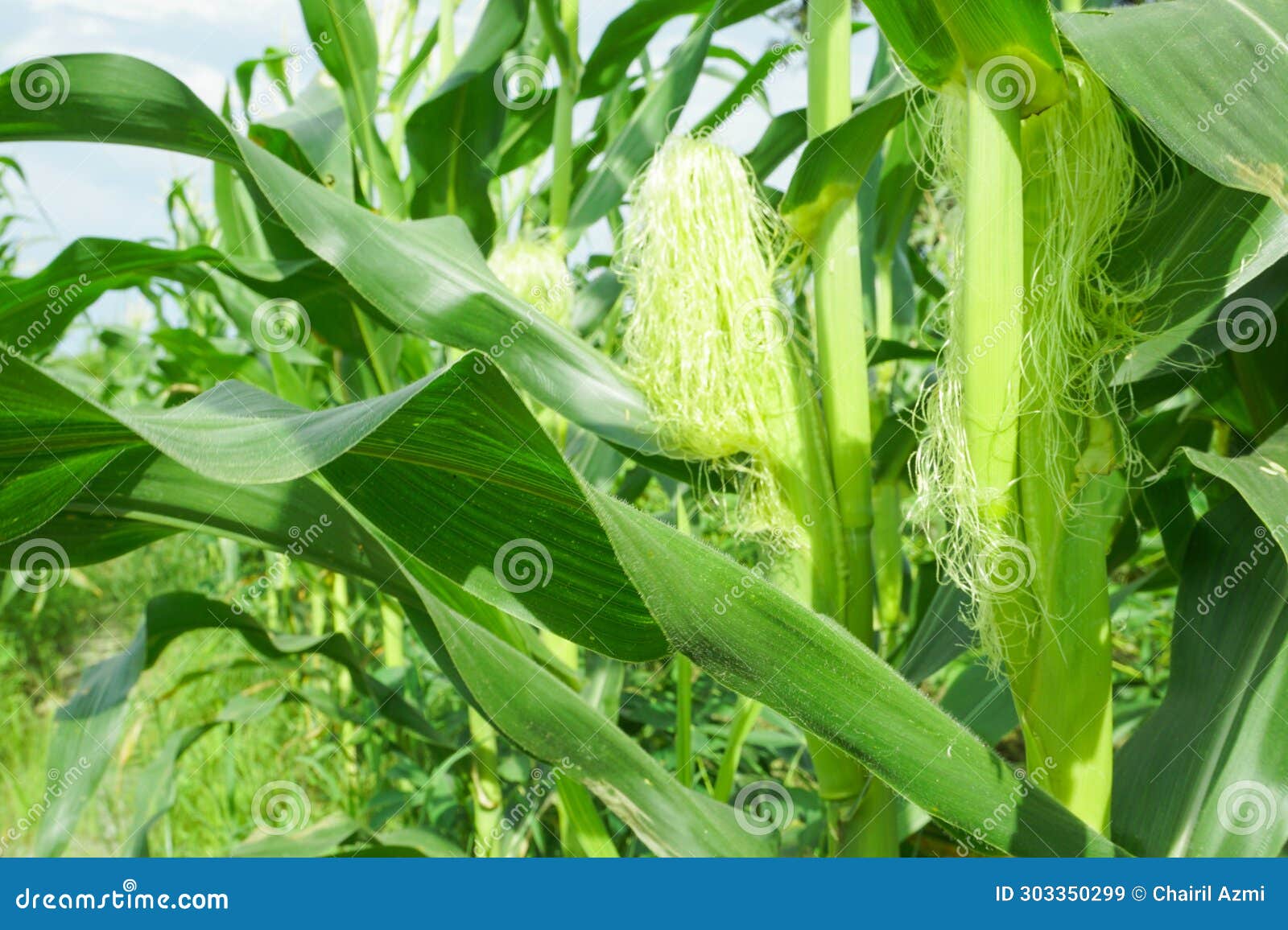 View of Corn Plants Still Growing in a Field Stock Image - Image of ...