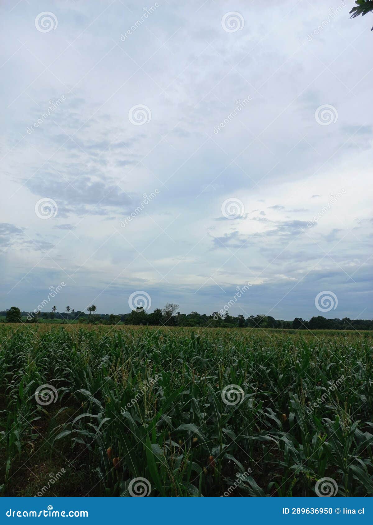 View of the Corn Rice Field Area? Stock Photo - Image of view ...