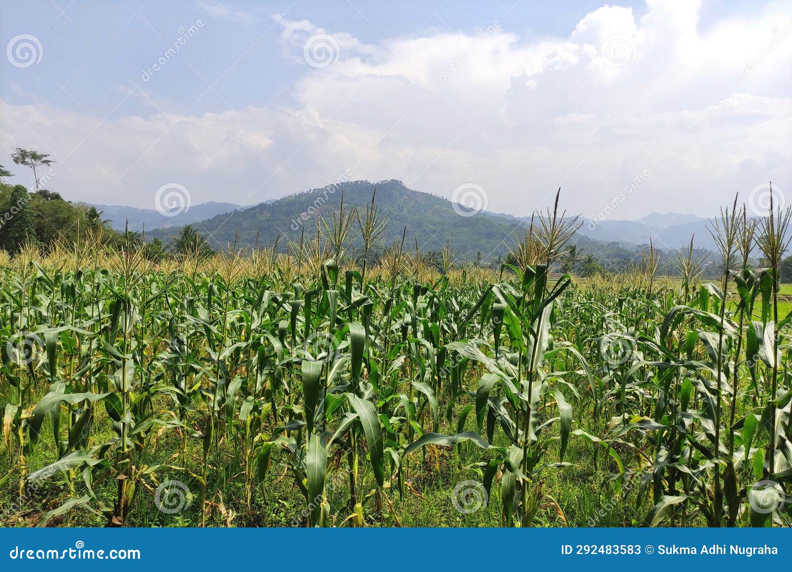 The View of Corn Trees with a Mountain Background and Clouds Stock ...