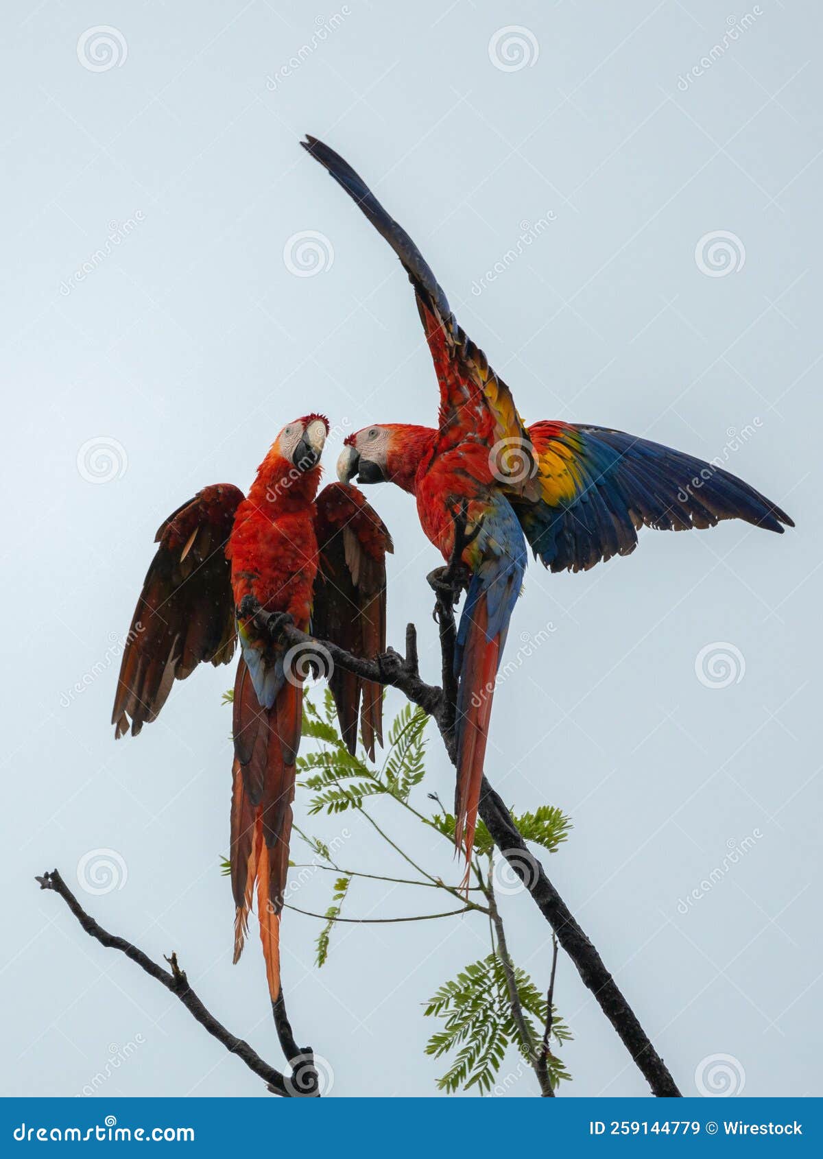 View of Couple of Red Macaws Perching on Tree Branch Stock Image ...