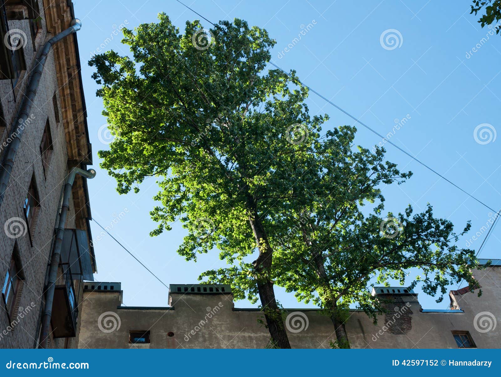View from Courtyard at the Sky and Crown Poplar Stock Photo - Image of ...