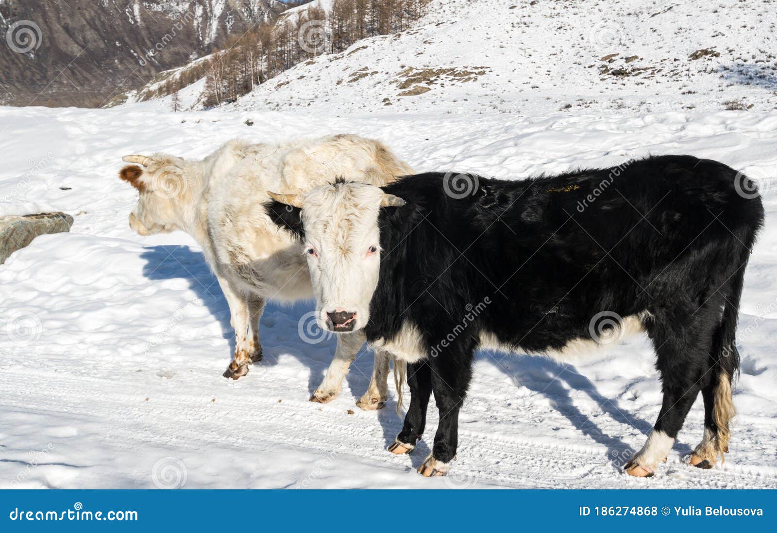 View of cows stock photo. Image of winter, russia, panoramic - 186274868