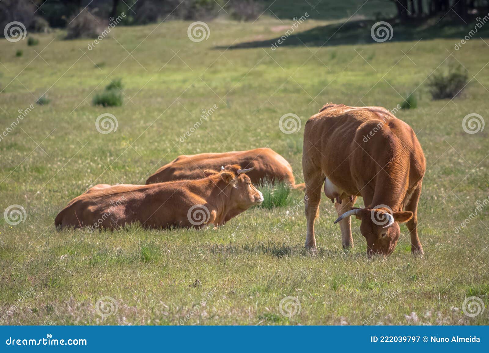 View of Cows Lying and Eating in Pasture, Beef Cattle, Spanish Farmland ...