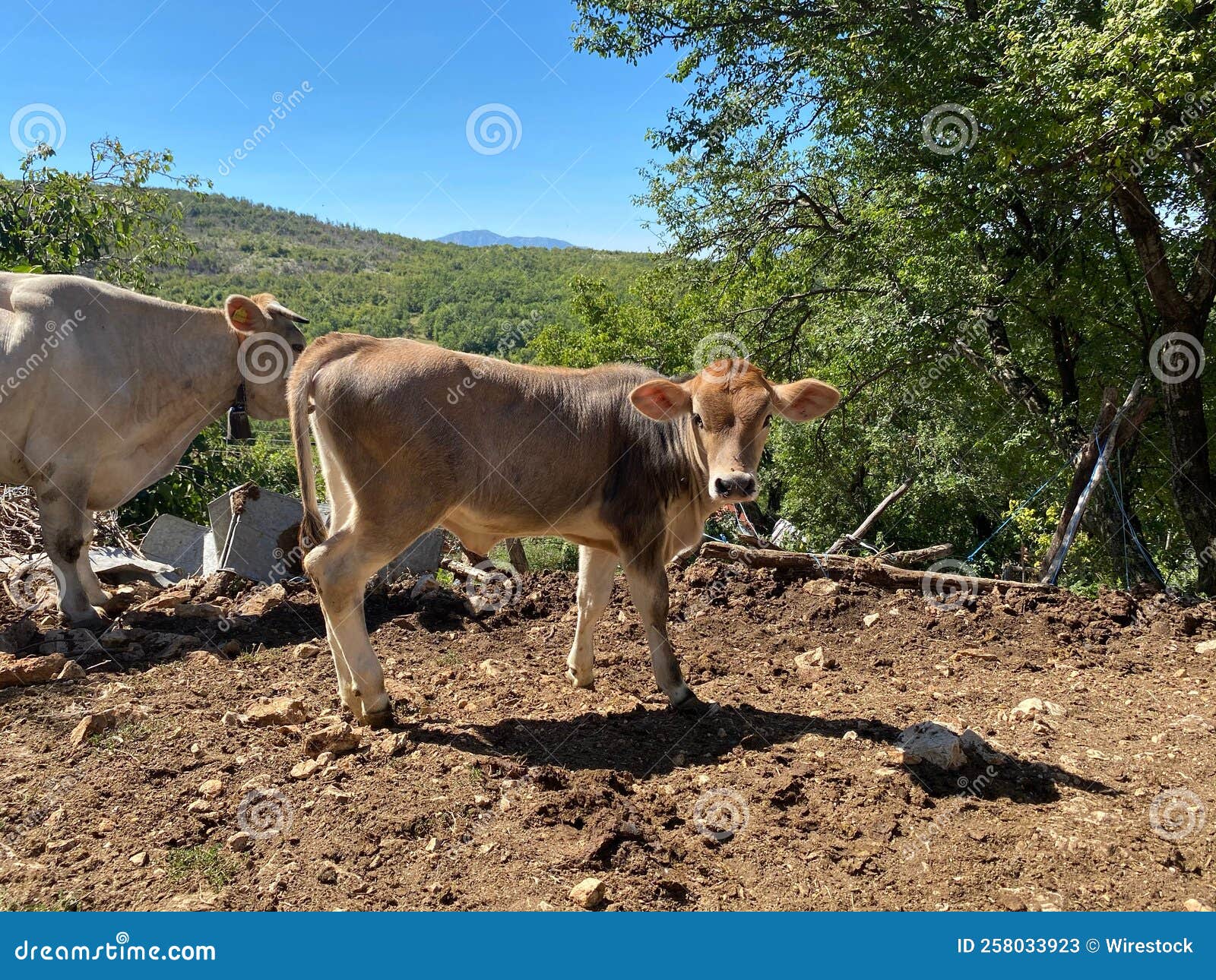 View Cows Standing on Sandy Ground in Background of Mountains Stock ...
